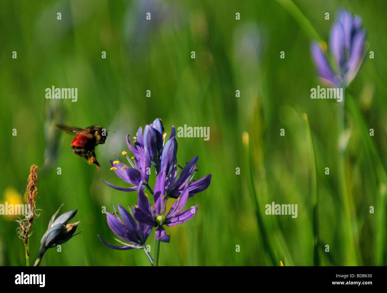 wildflower pollination by bee Stock Photo - Alamy
