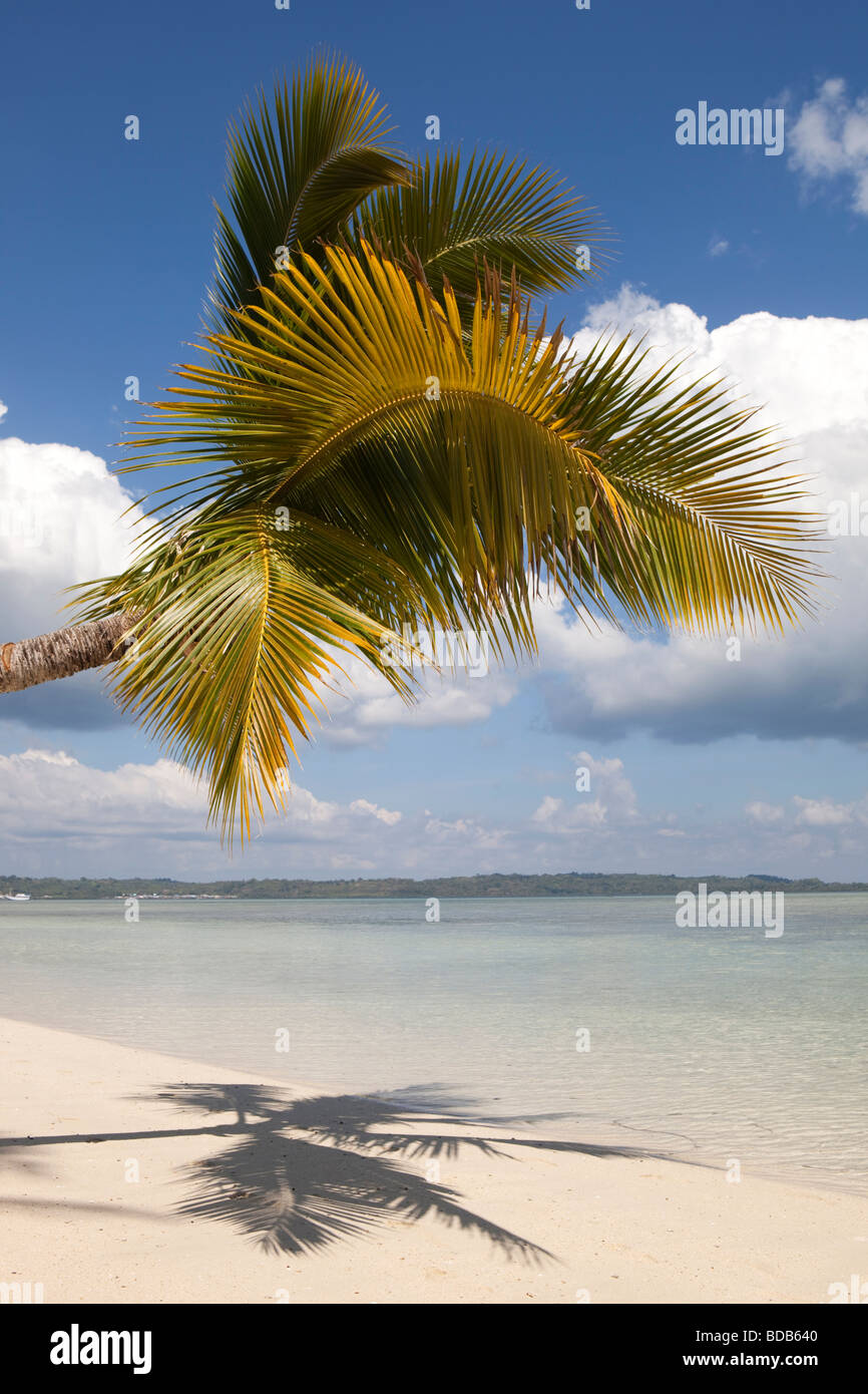 Indonesia Sulawesi Wakatobi National Park Hoga Island palm tree casting ...