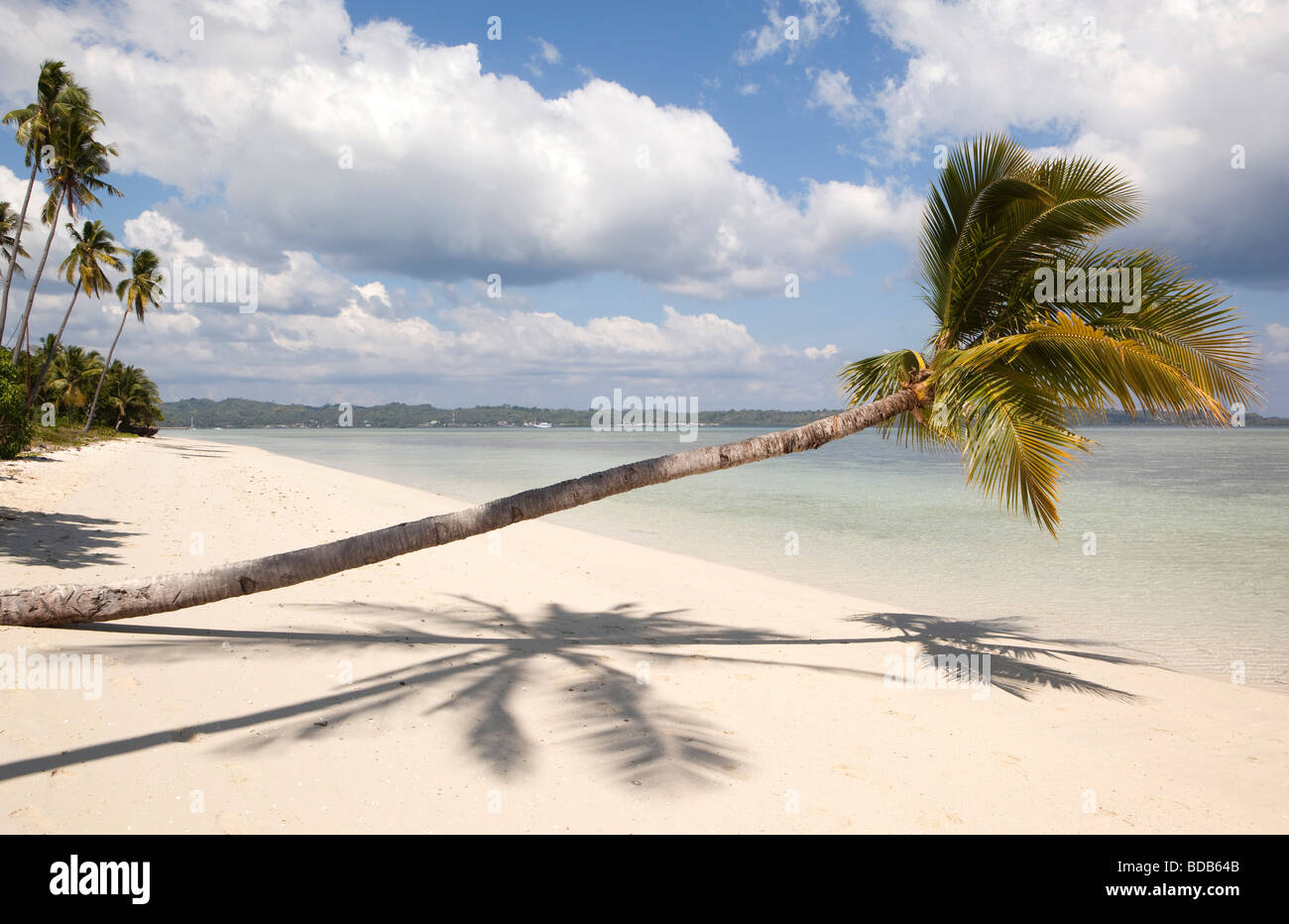 Indonesia Sulawesi Wakatobi National Park Hoga Island palm tree casting ...