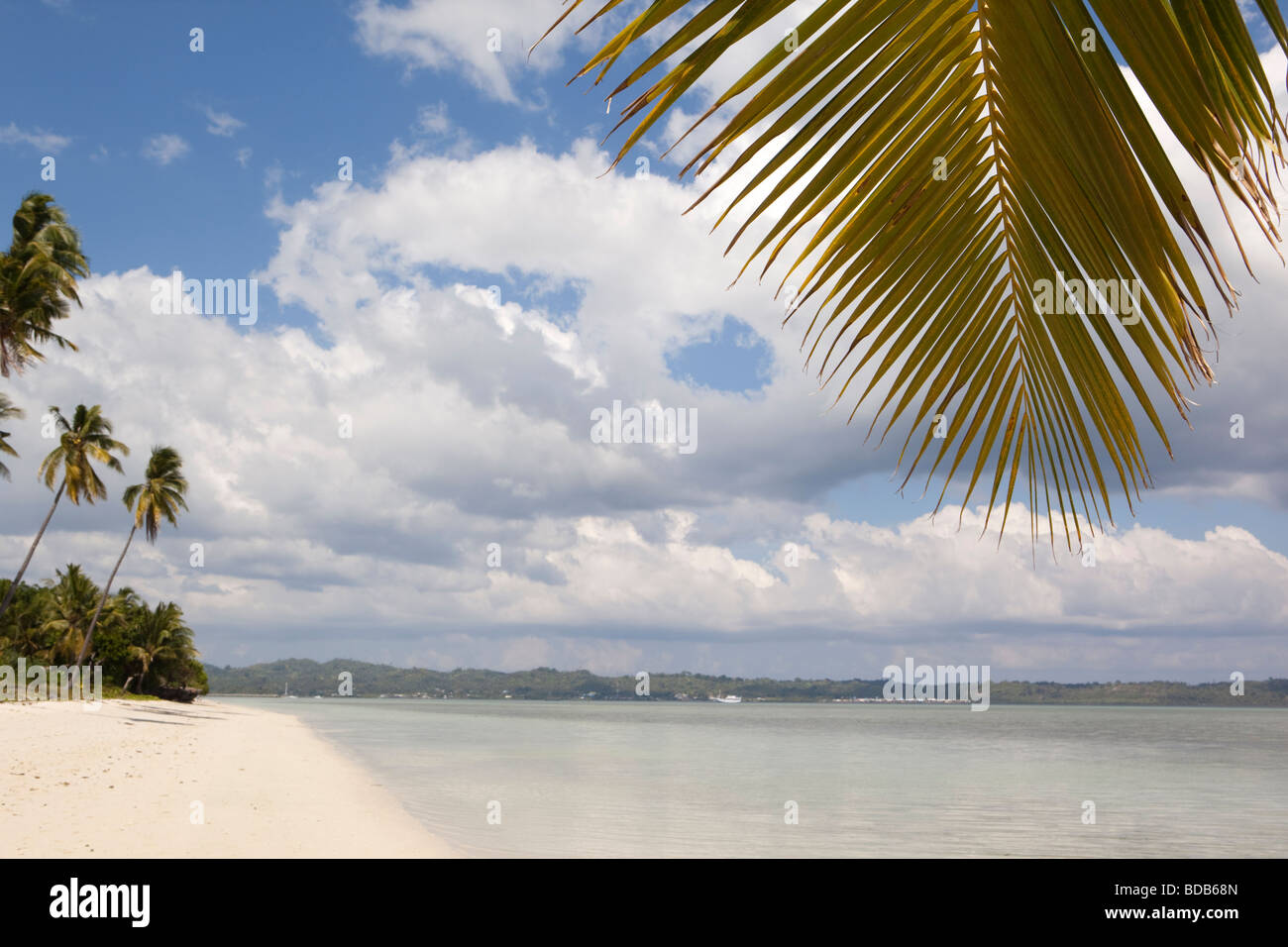 Indonesia Sulawesi Wakatobi National Park Hoga Island palm tree over ...