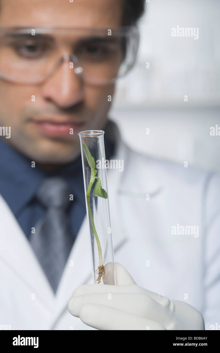 Scientist examining a plant in test tube Stock Photo - Alamy