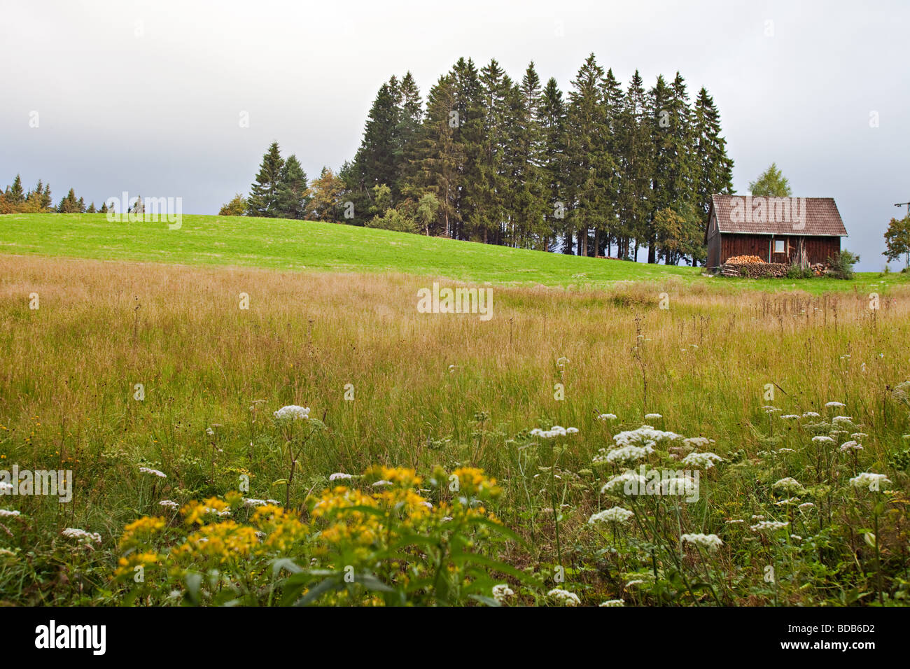 Hill in Schwarzwald on the European Watershed line next to Danube river ...