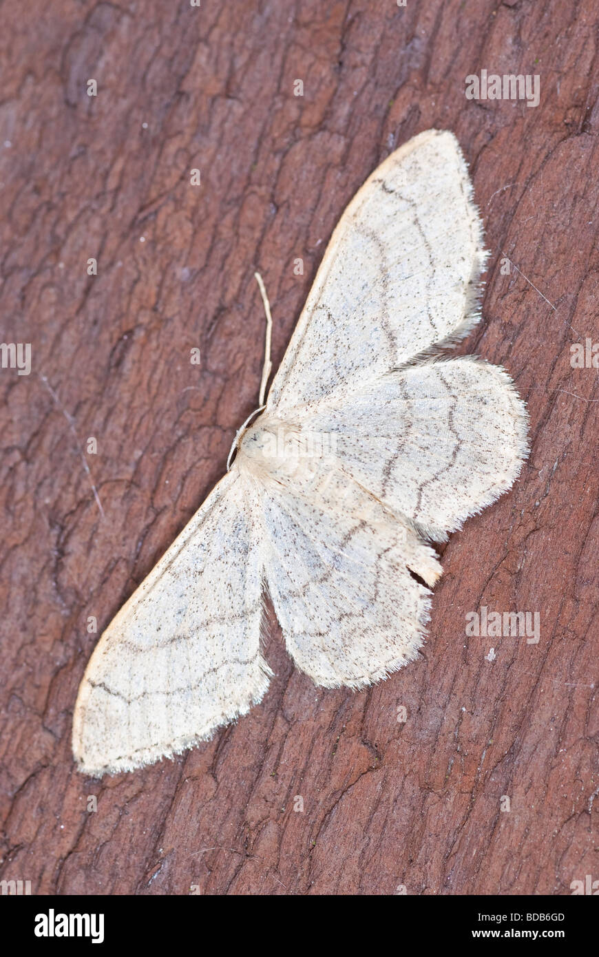Common white wave moth hi-res stock photography and images - Alamy