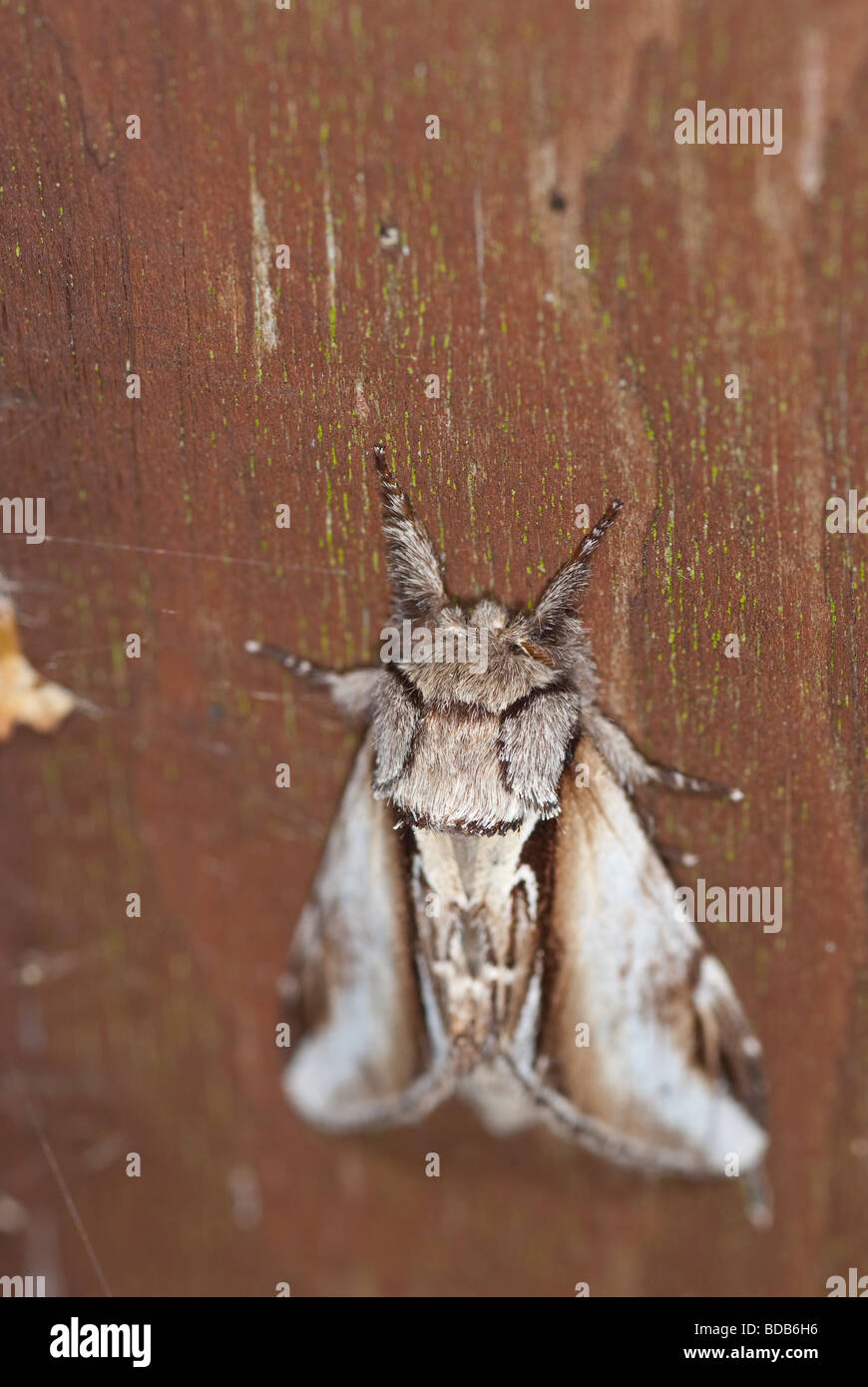 Swallow prominent moth Stock Photo - Alamy