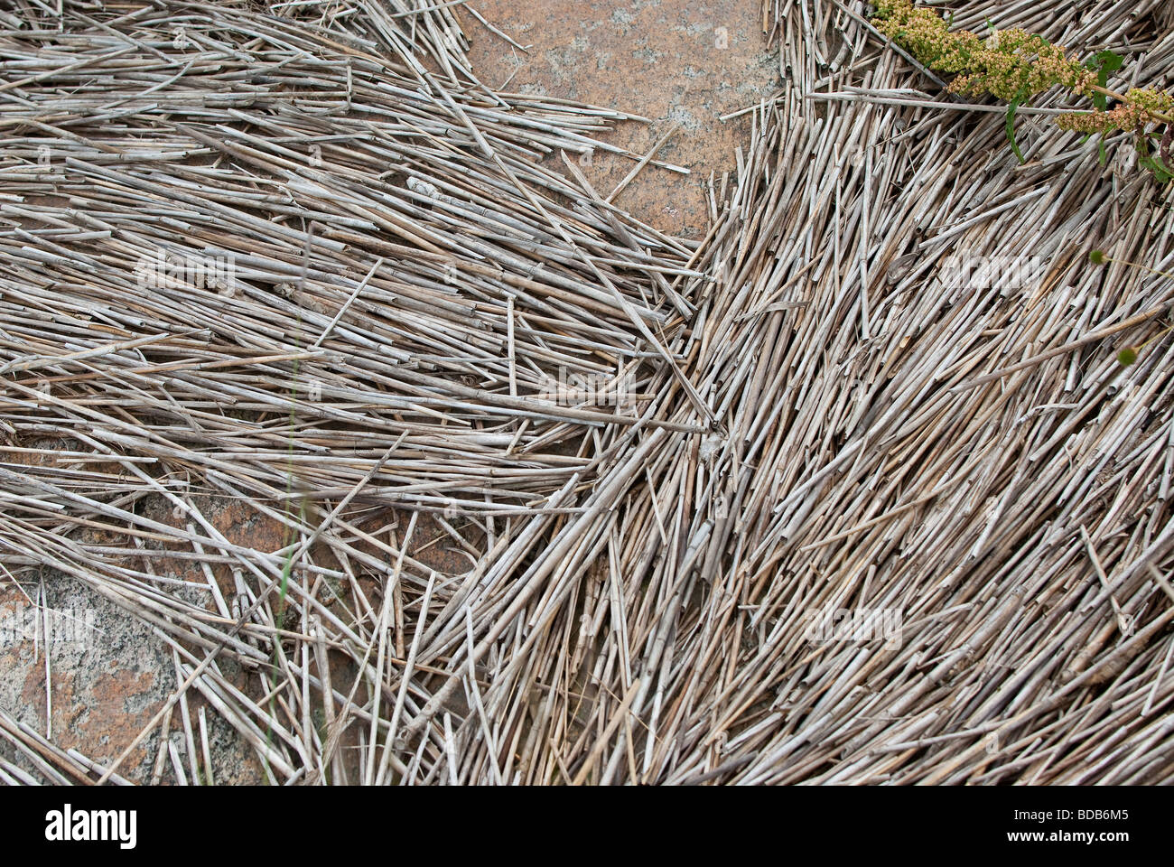 Grass graphic hi-res stock photography and images - Alamy