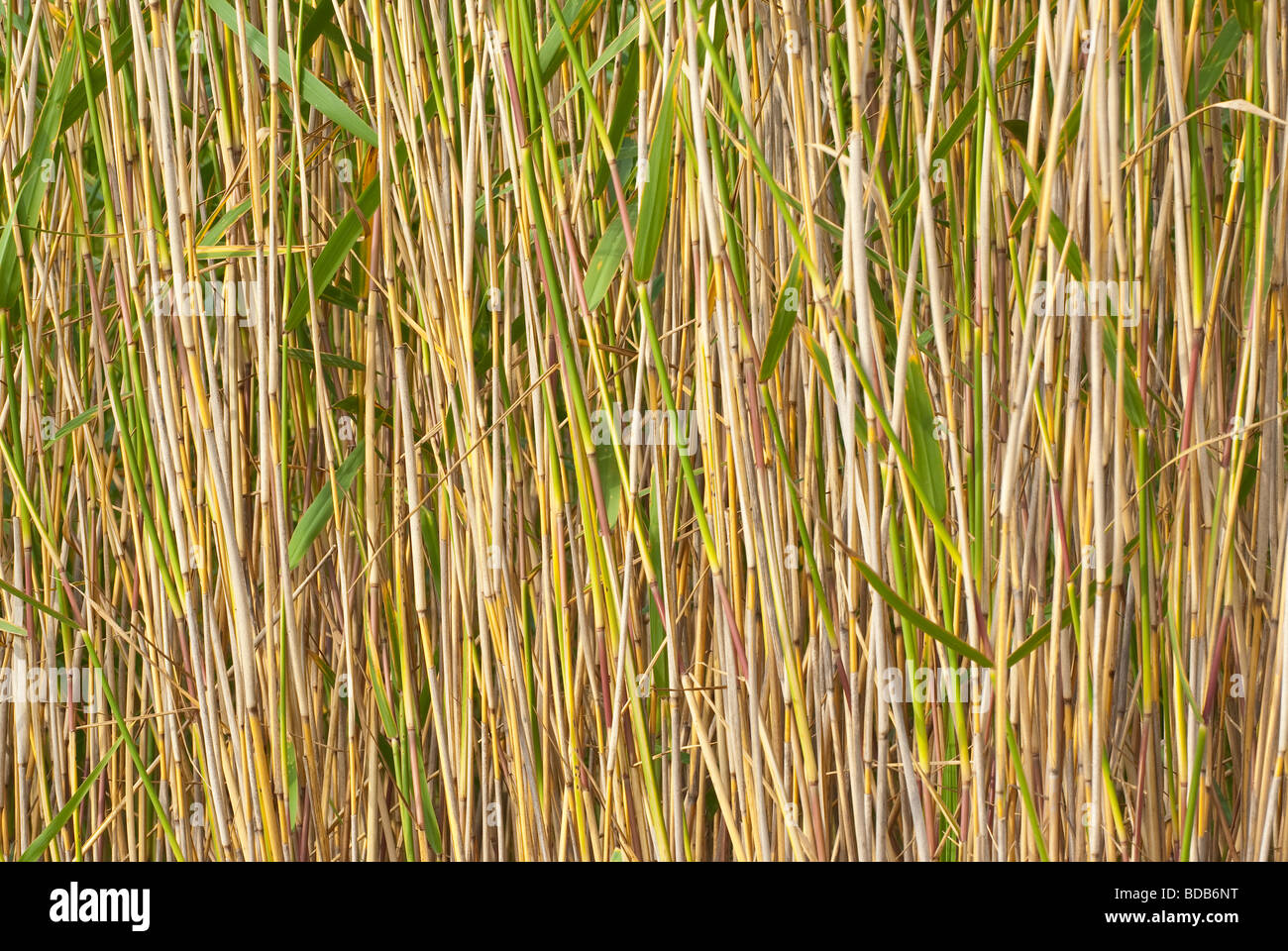 Grass graphic hi-res stock photography and images - Alamy
