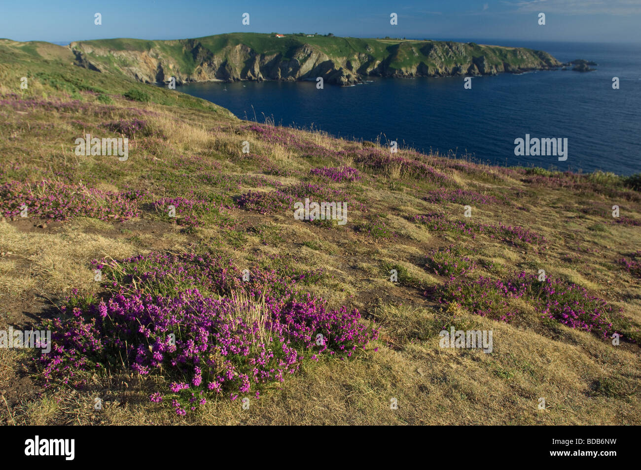 Pink flowers growing on the top of cliffs on the Island of Sark ...