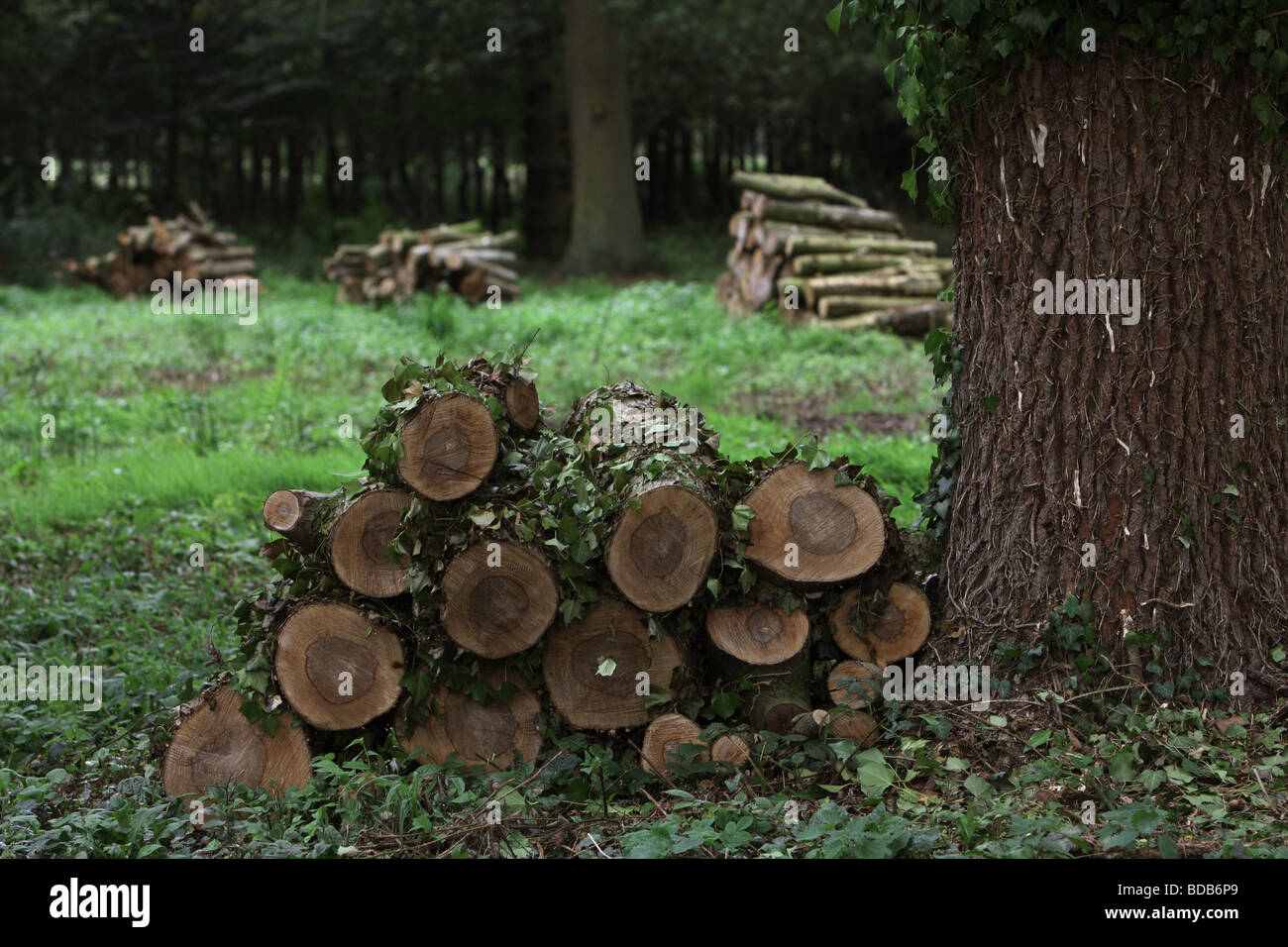Freshly cut logs hi-res stock photography and images - Alamy