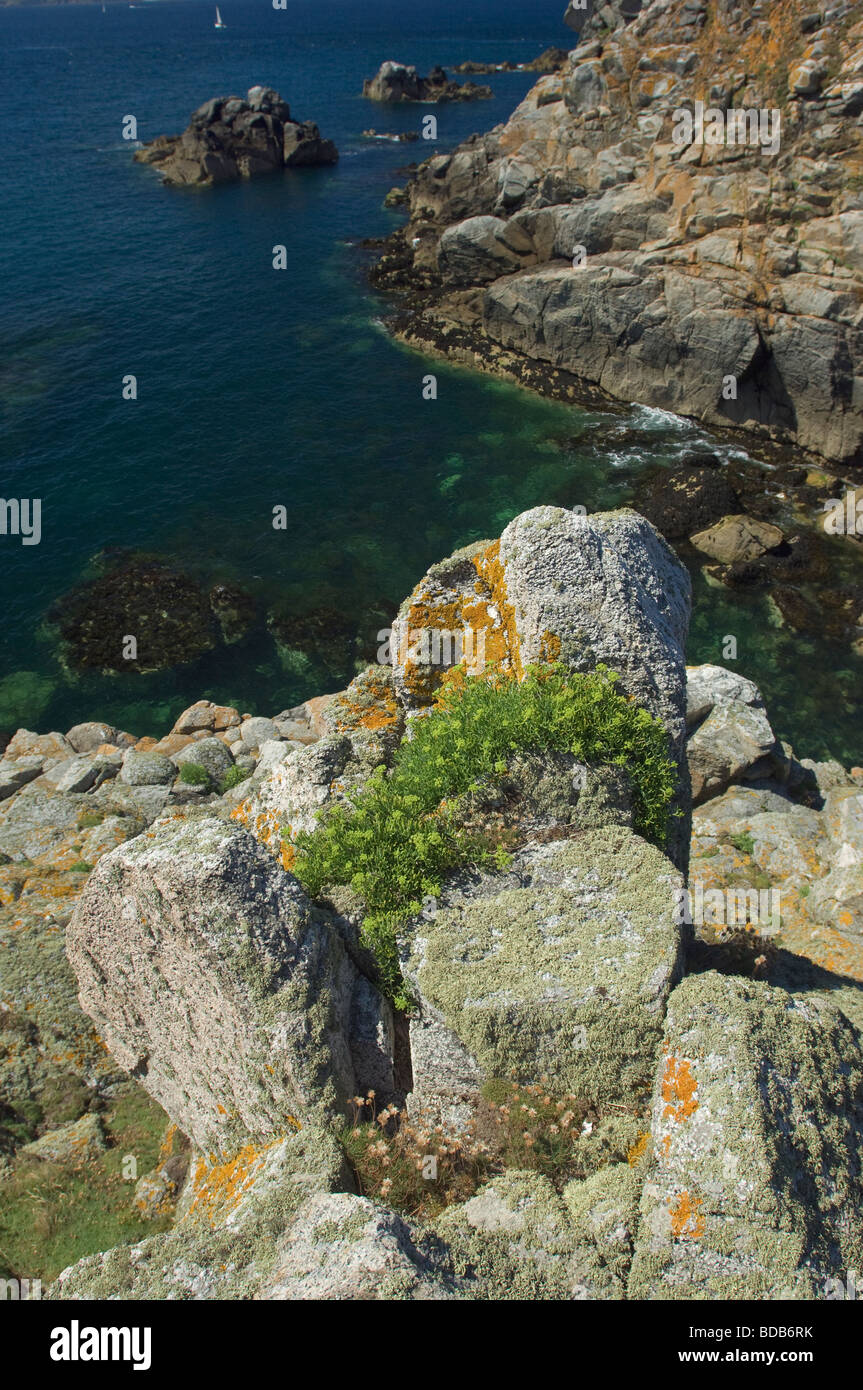 Lichen on rocks at the top of cliffs, overlooking a narrow bay, Island ...