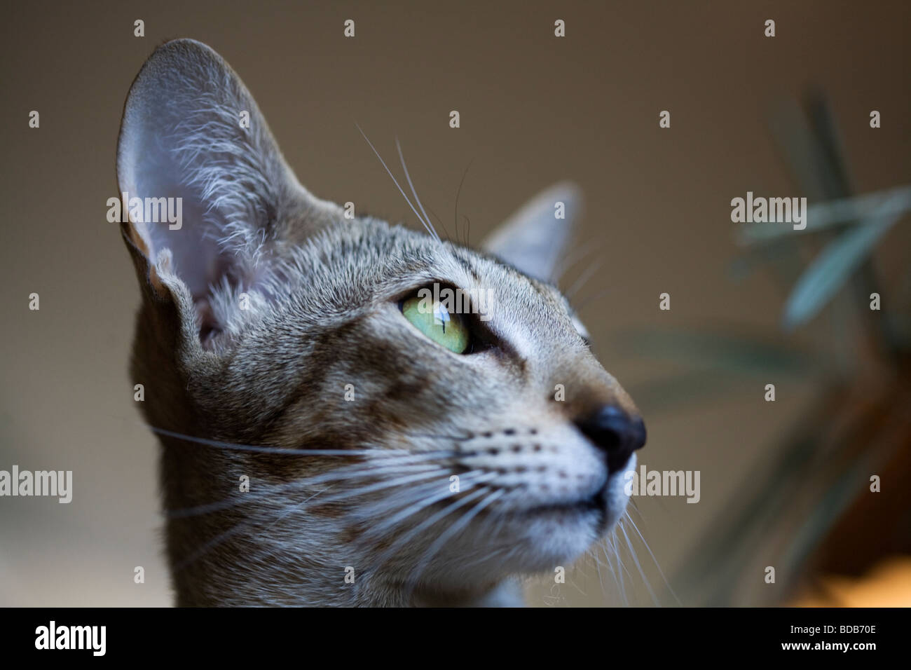 Oriental shorthair cat hi-res stock photography and images - Alamy