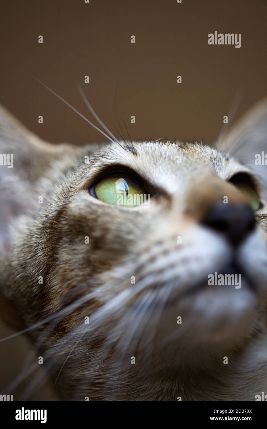 Oriental shorthair cat hi-res stock photography and images - Alamy