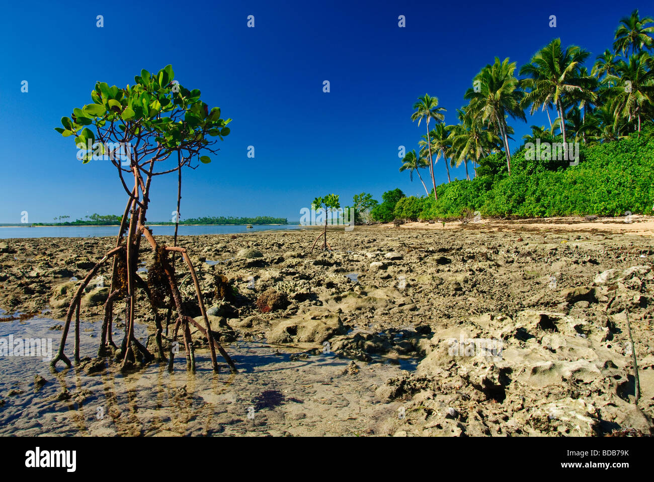 Mangrove tree on rocky and muddy coastline, Tonga Stock Photo - Alamy