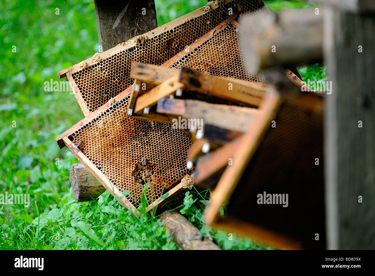 Old world bees hi-res stock photography and images - Alamy