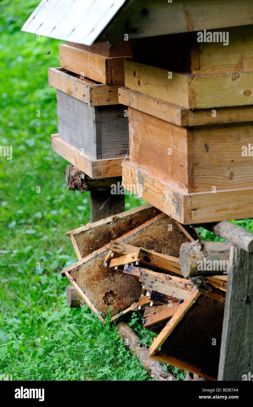 Old world bees hi-res stock photography and images - Alamy
