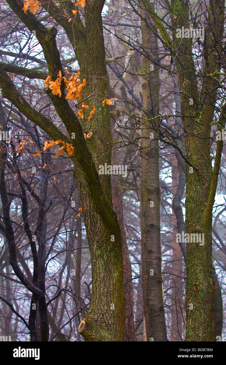 Ukranian forest hi-res stock photography and images - Alamy