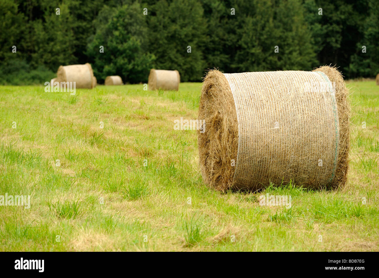 Hay Bales in field Stock Photo - Alamy