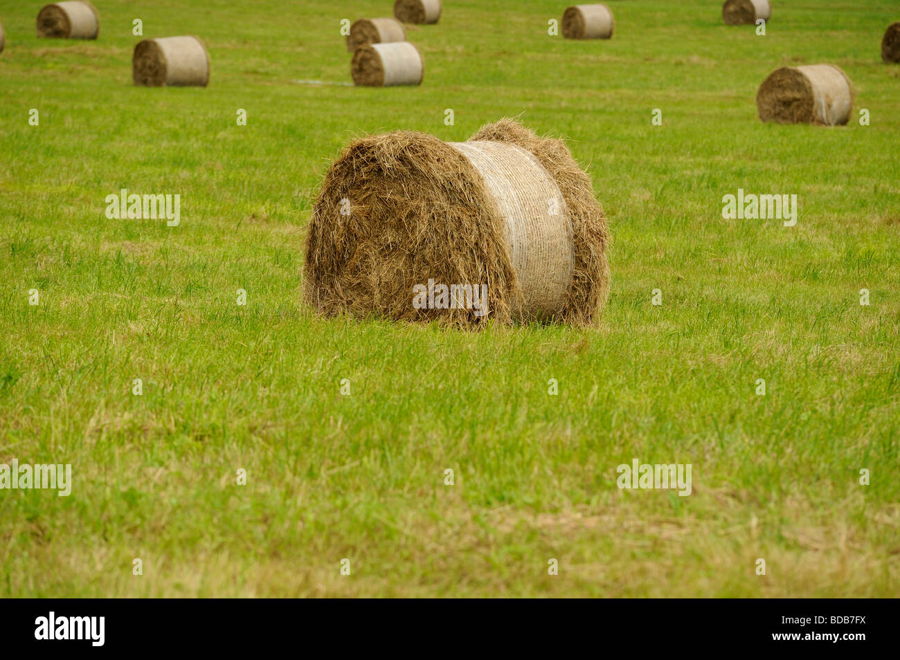 Hay Bales in field Stock Photo - Alamy