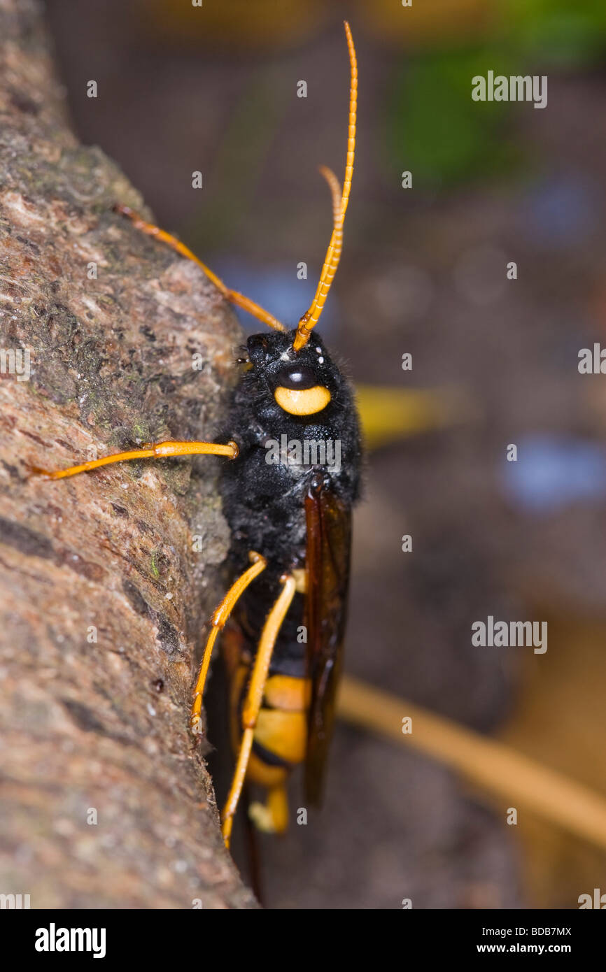 Female Horntail or Giant Wood Wasp (Urocerus gigas) resting on a tree ...