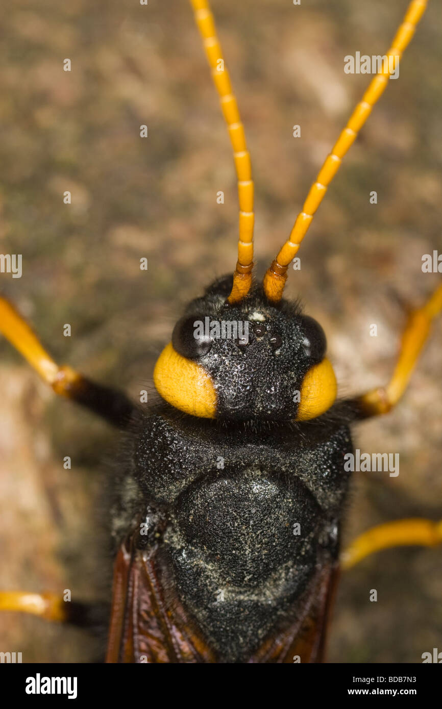 Macro headshot female horntail giant hi-res stock photography and ...