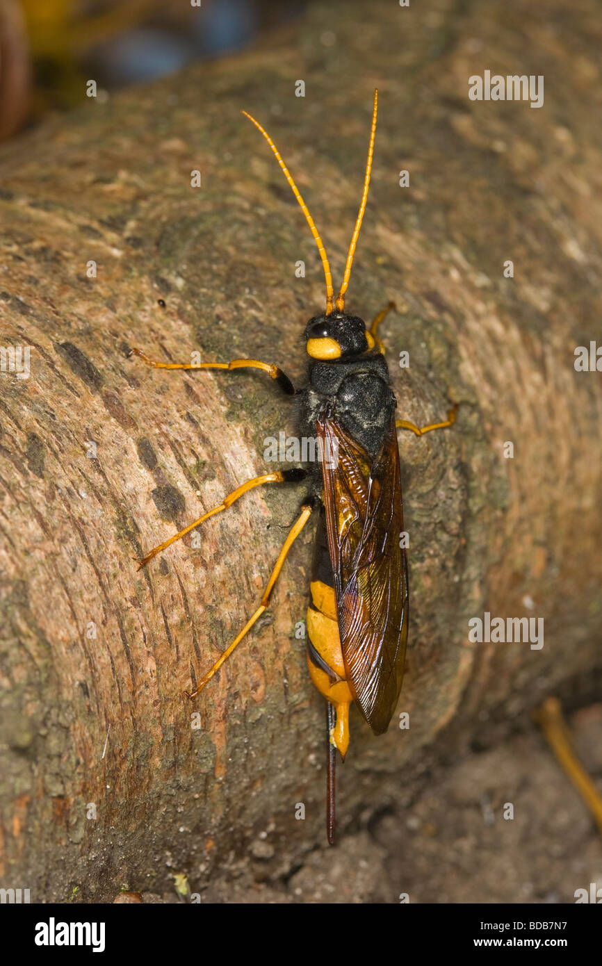 Female Horntail or Giant Wood Wasp (Urocerus gigas) resting on a tree ...