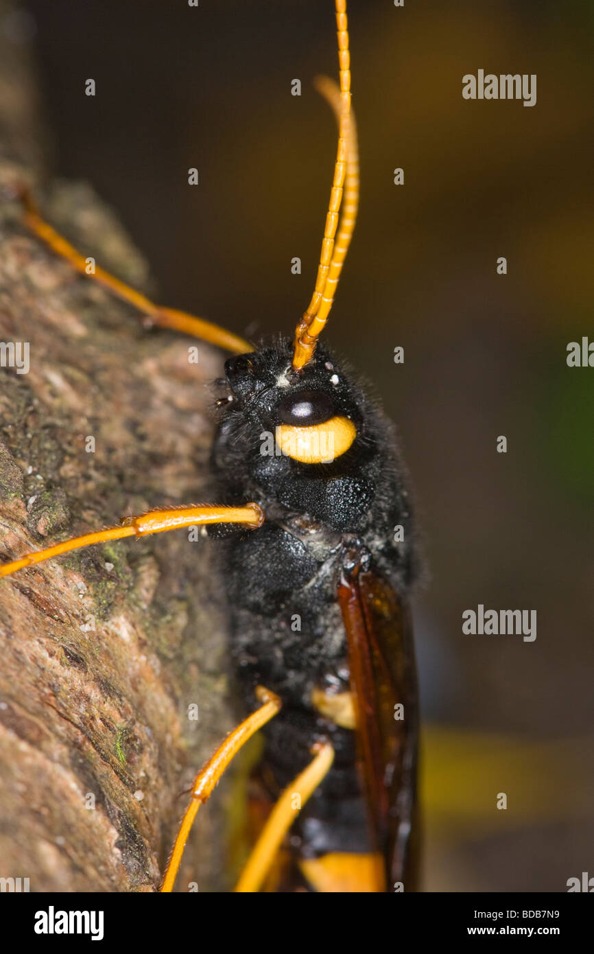 Giant wasp hi-res stock photography and images - Alamy