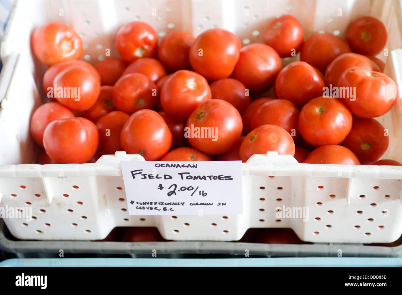 Organic tomatoes The North Arm Farm Pemberton BC Canada Stock Photo - Alamy