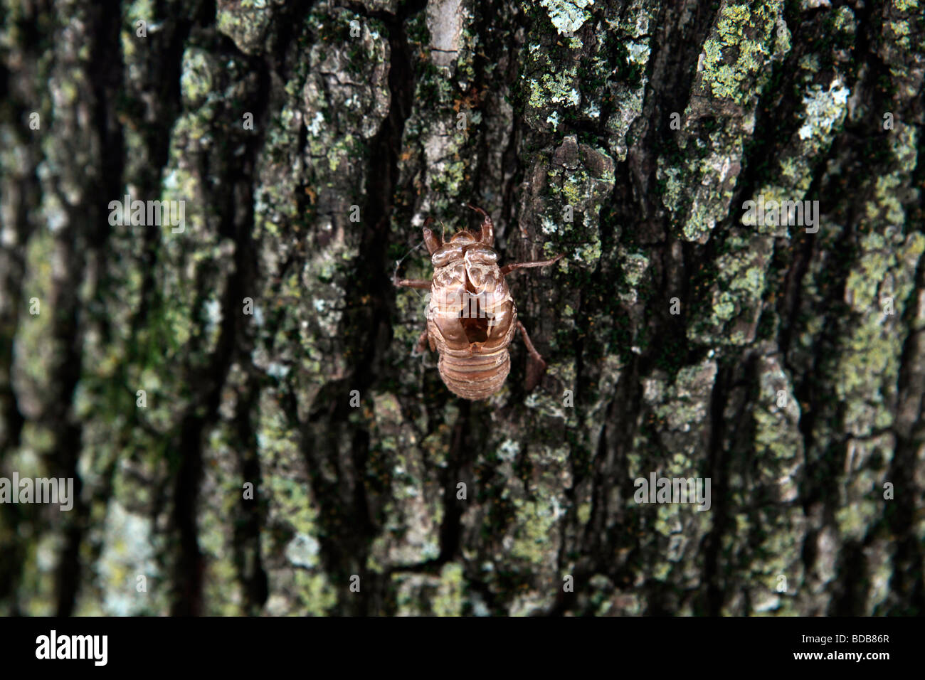 An empty summer Cicada insect shell is attached to a tree Stock Photo ...