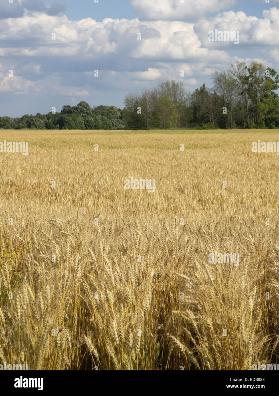 Fields of ripe wheat Stock Photo - Alamy