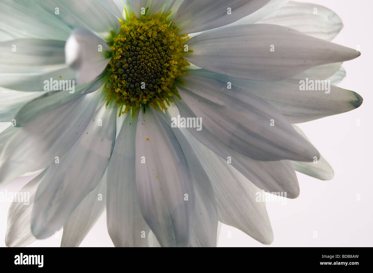 Daisy petal hi-res stock photography and images - Alamy