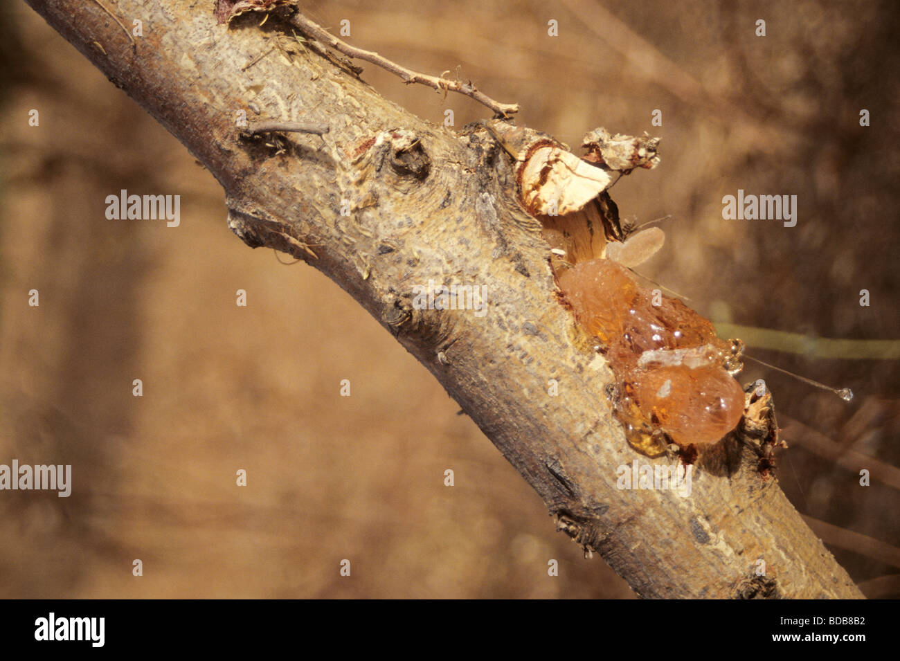 Gum Arabic on tree branch waiting to be collected. Niger, West Africa ...
