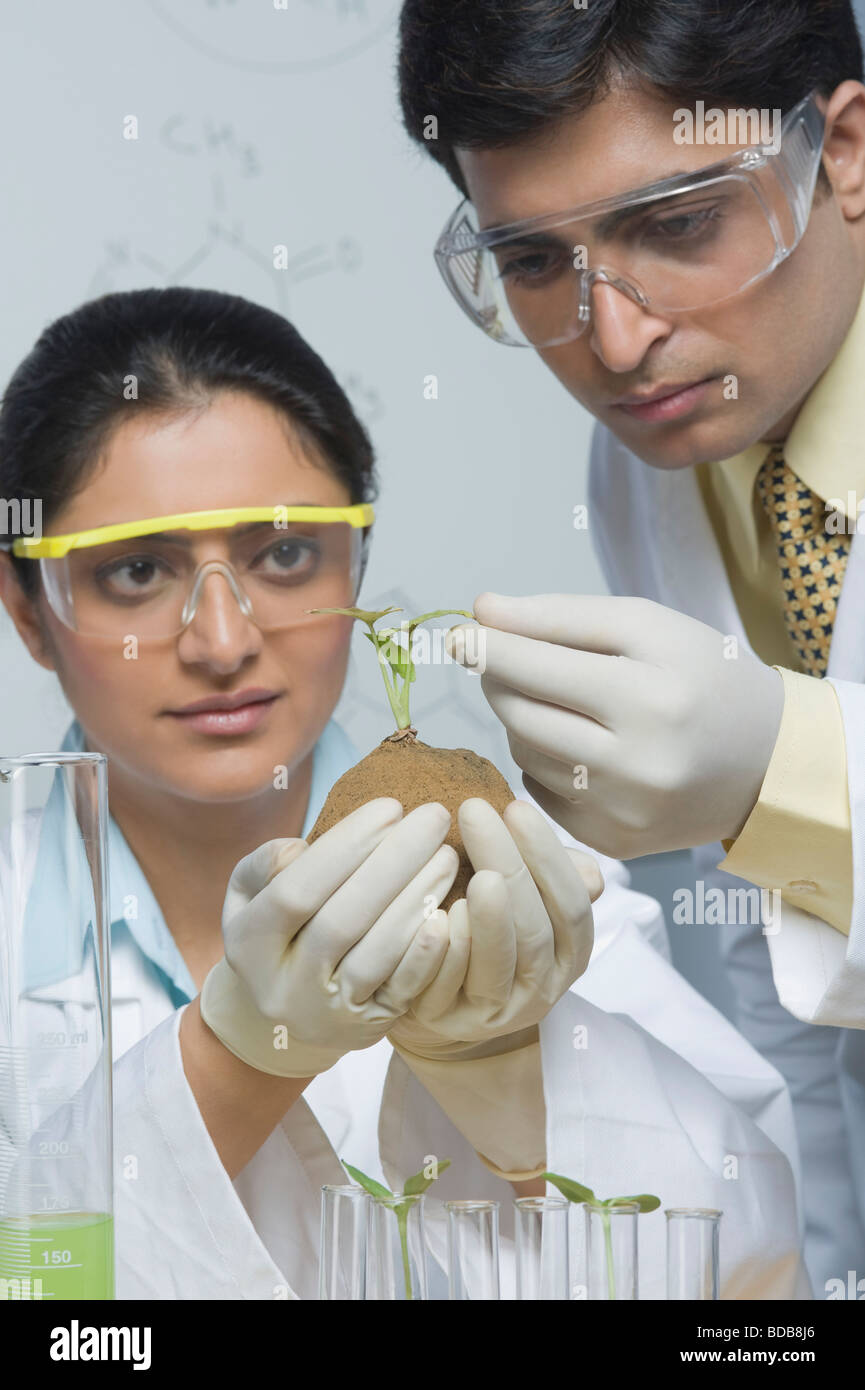 Scientists examining a plant Stock Photo - Alamy