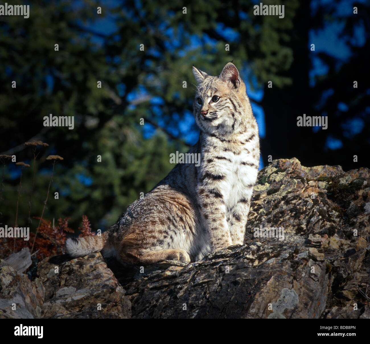 Bobcat sitting on rock Stock Photo - Alamy