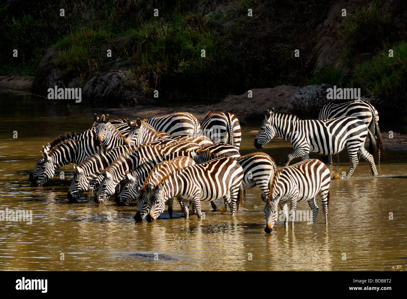 Talek river kenya masai mara hi-res stock photography and images - Alamy