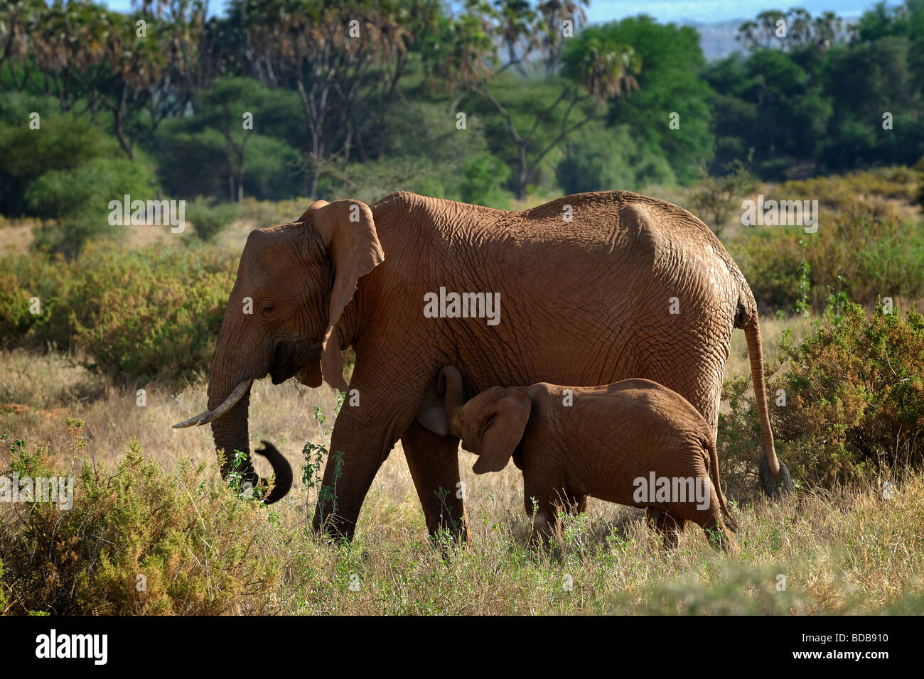 Baby elephant nursing hi-res stock photography and images - Alamy