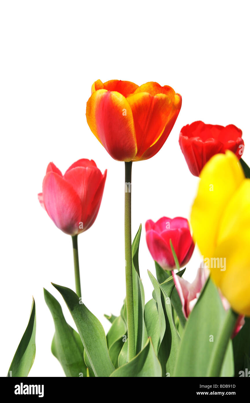 Tulips of various colors isolated on a white background Stock Photo - Alamy