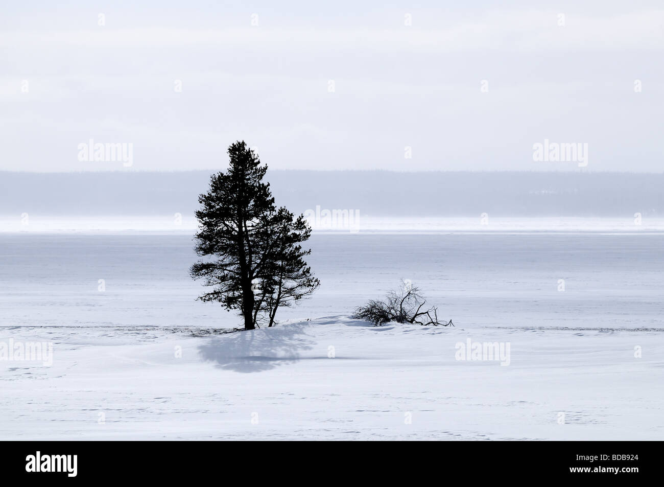 Yellowstone National Park Tree on island in Lake Yellowstone East of ...