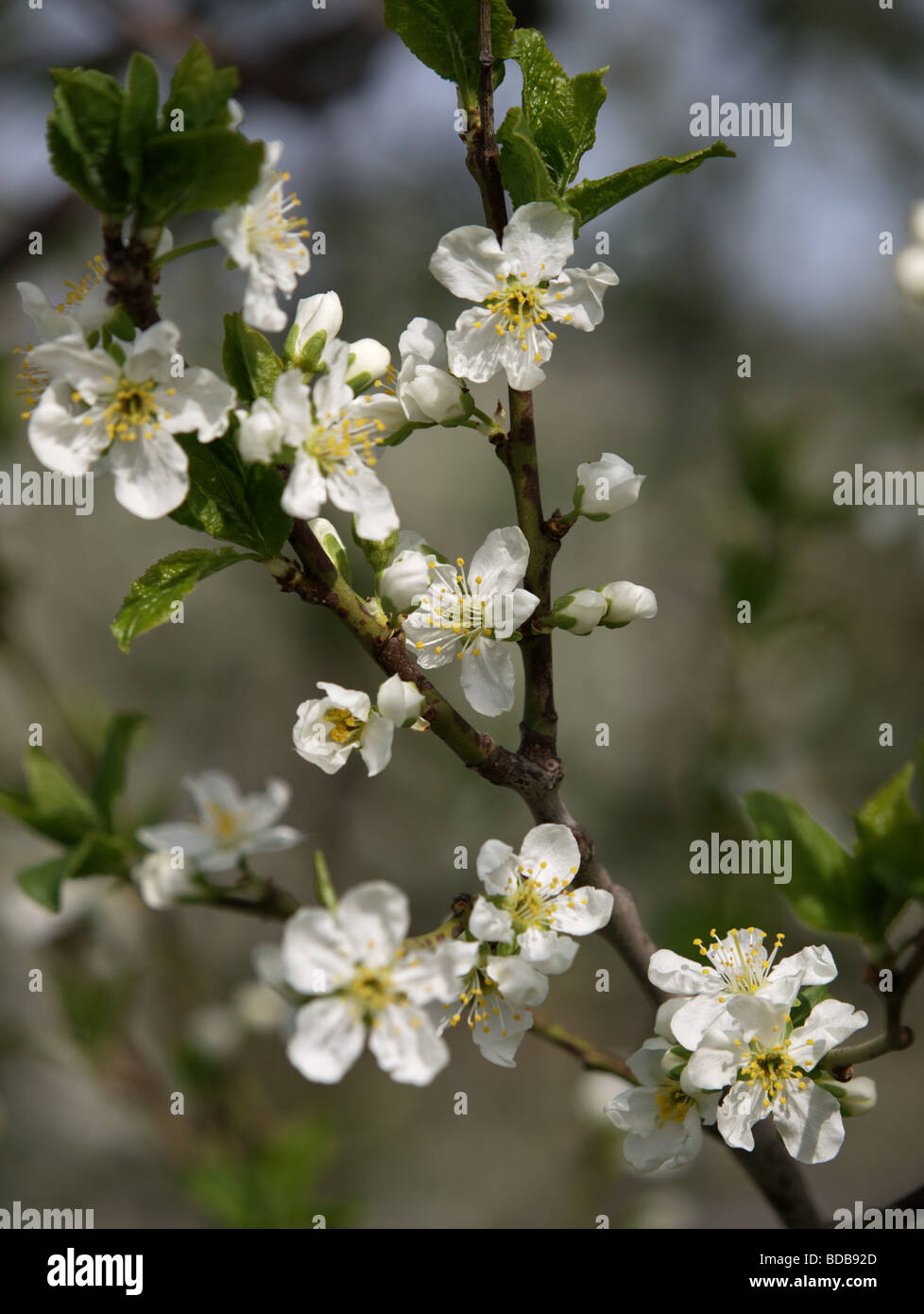 Multiple stamens hi-res stock photography and images - Alamy