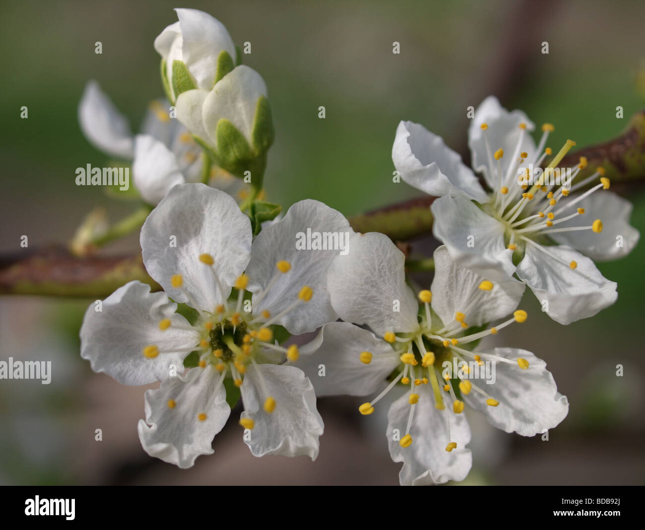 Apple blossom in full bloom macro closeup Stock Photo - Alamy