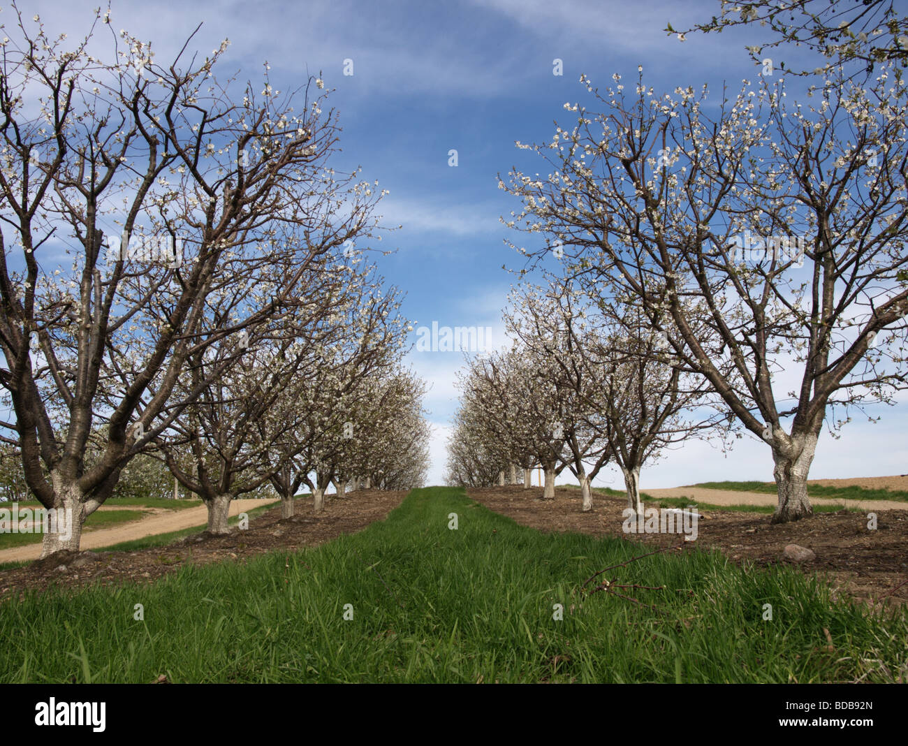 Apple orchard in spring bloom Stock Photo - Alamy