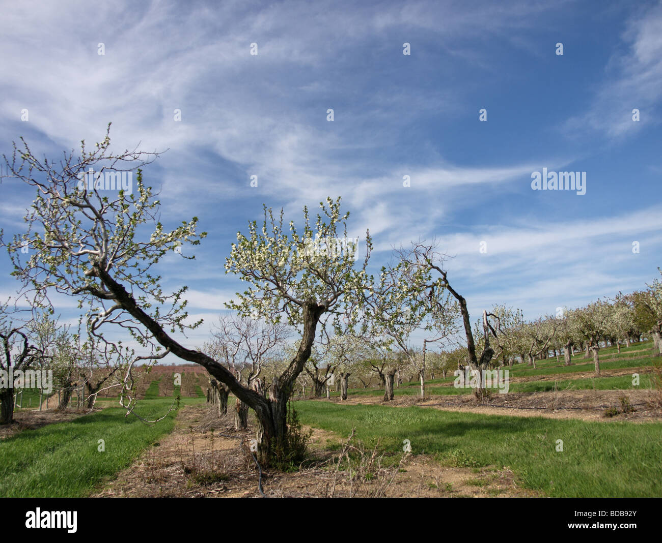 Gnarled Fruit Tree Stock Photos & Gnarled Fruit Tree Stock Images - Alamy
