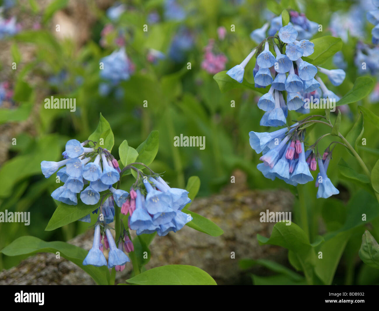 Virginia Bluebells (Mertensia virginica) with their lovely light blue ...