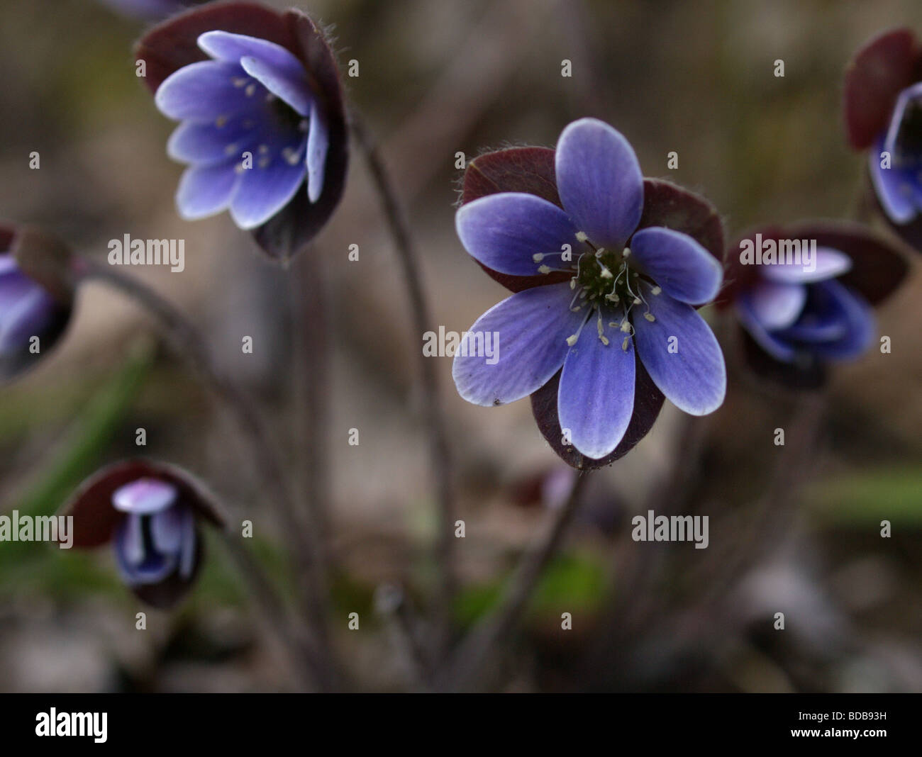 Hepatica hi-res stock photography and images - Alamy
