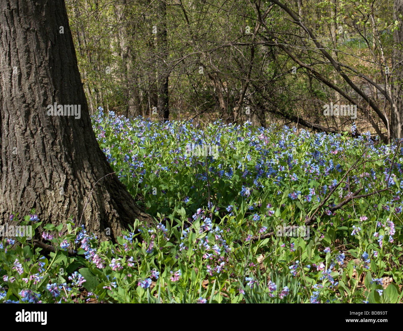 Virginia Bluebells (Mertensia virginica) with their lovely light blue ...