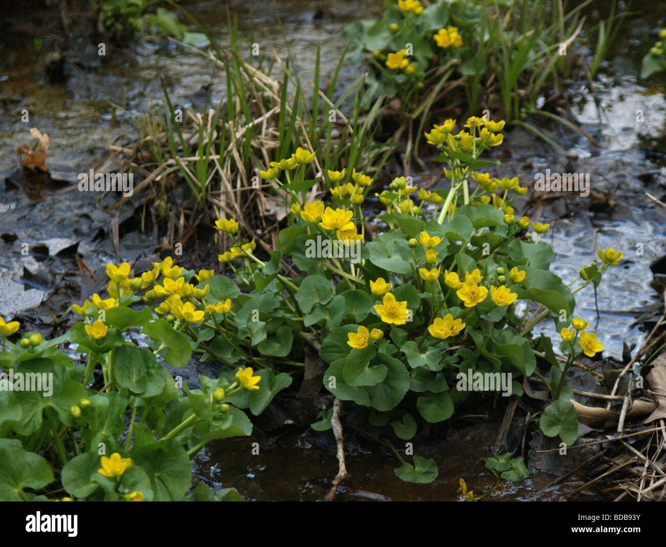 Succulent Marsh Marigold (Caltha palustris) blooms bright gold in ...