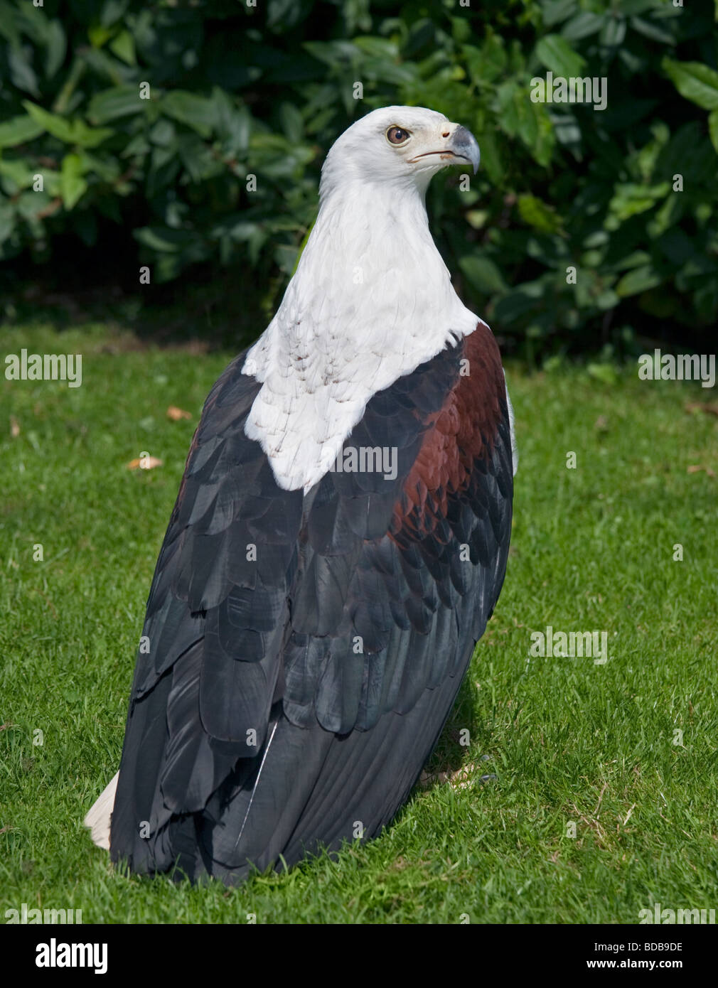 African fish eagle hi-res stock photography and images - Alamy