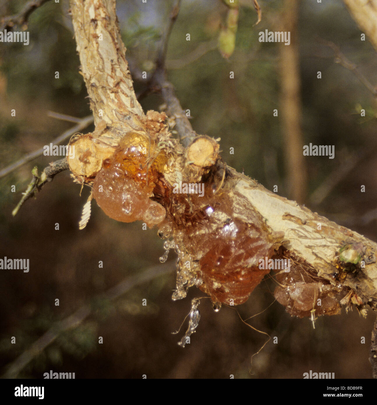Gum Arabic Tree High Resolution Stock Photography And Images Alamy