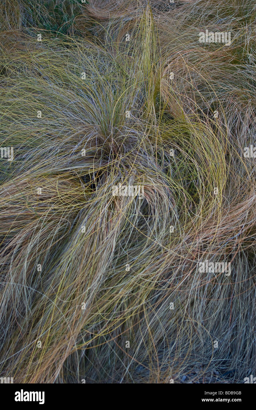 Graphic closeup of native Australian grasses that could be used a a ...