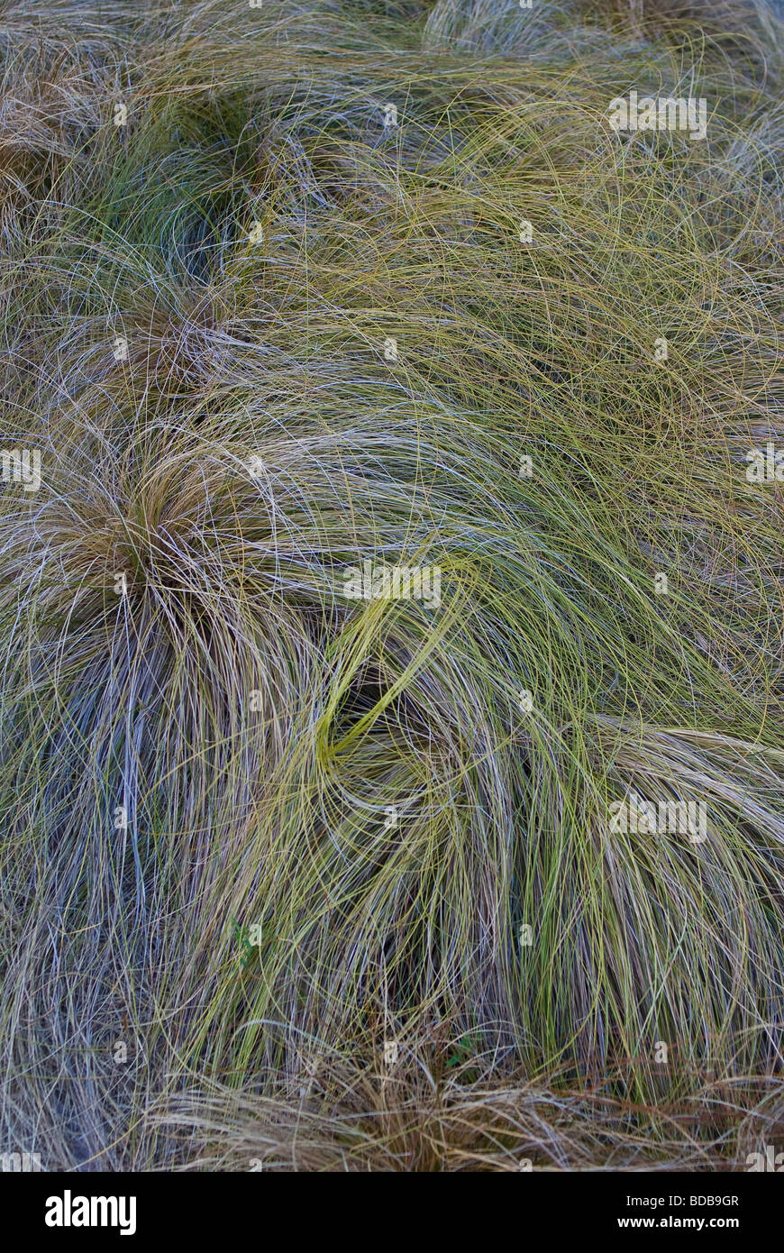 Graphic closeup of native Australian grasses that could be used a a ...