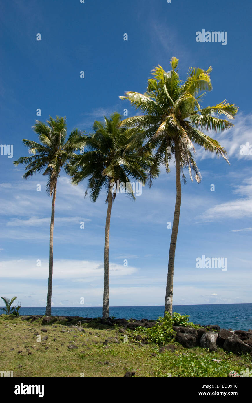 Coconut tree on beach, Puleia, Savai'i Island, Western Samoa Stock ...