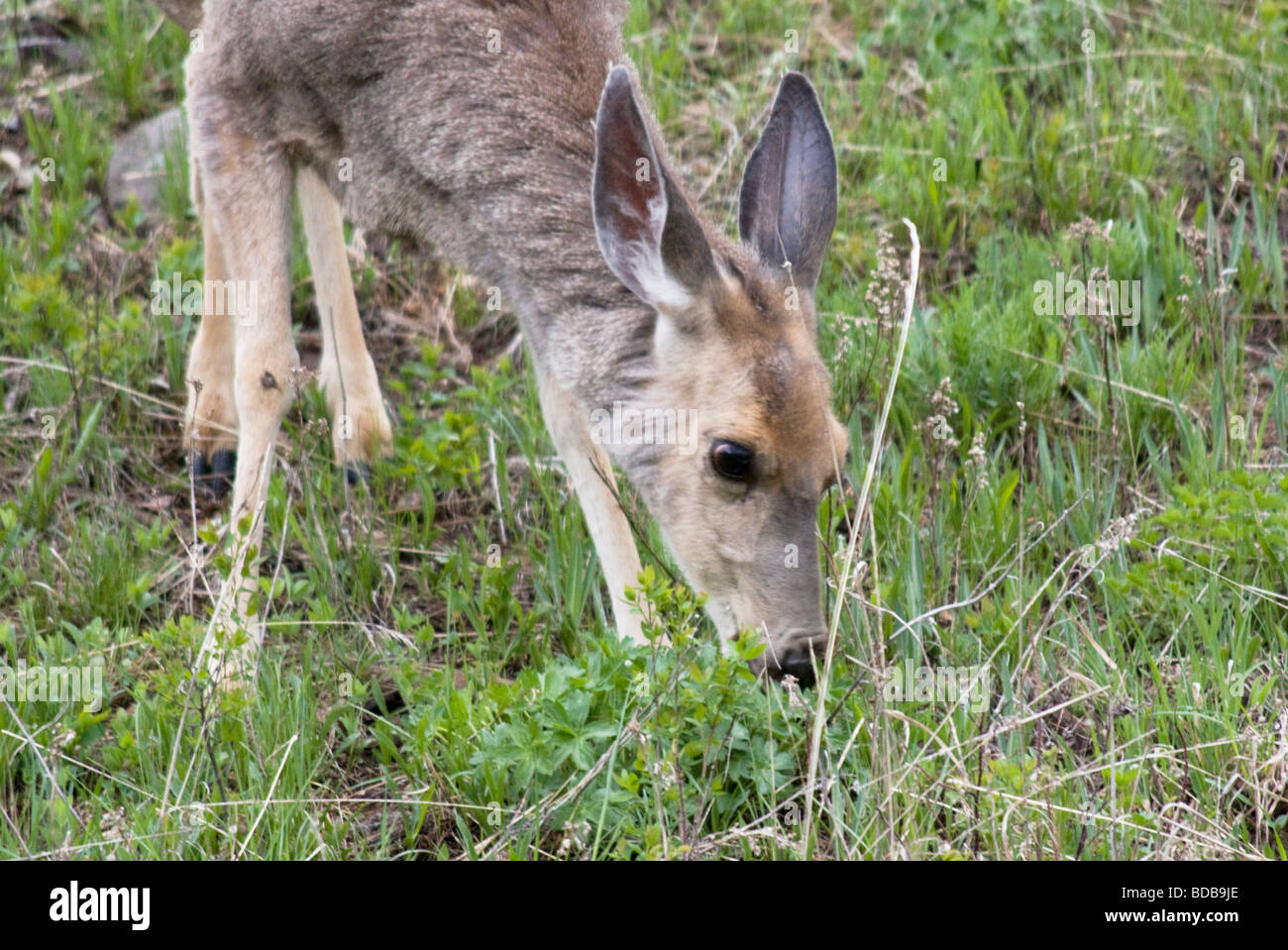 Female mule deer Yellowstone National Park Stock Photo - Alamy